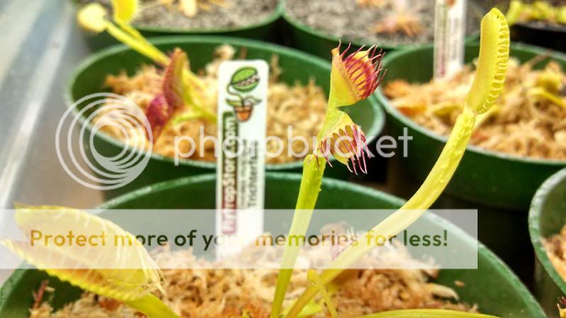 rellenburg's flytrap pics - FlyTrapCare Forums